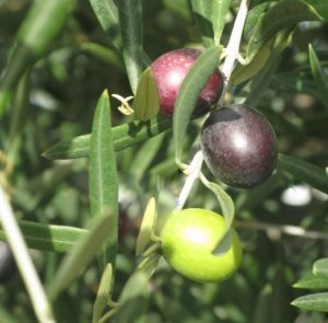 Los colores de la aceituna - La Moltura